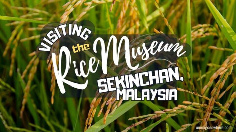 Paddy Gallery, Sekinchan – Learn How Rice is Produced in Malaysia ...