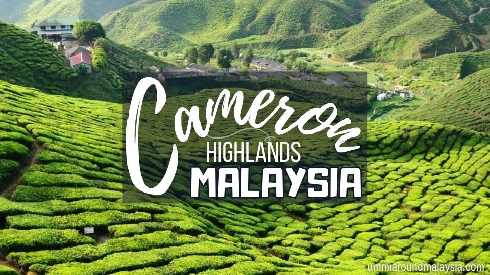 Cameron Highlands Travel Guide & 24 Things to Do in this Tea Region ...